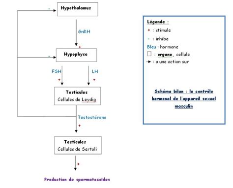 Schema Fonctionnel Regulation Testosterone