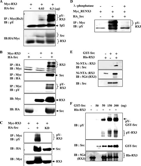 Src Kinase Phosphorylates Runx3 On Tyrosine Residues In Vitro And In