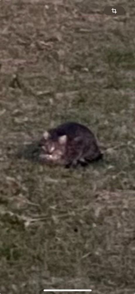 Создать мем карбыш грызун дикий хомяк кошечка Картинки Meme