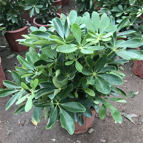绿植鸭掌木图片大全 鹅掌木和鸭掌木的图片 鸭掌木水培小 大山谷图库