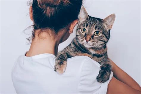 猫のプレドニゾロン：用量、安全性、副作用 猫の薬