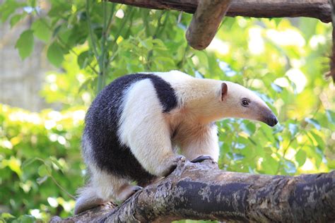 Southern Tamandua Facts Critterfacts