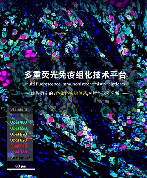 知微生物科技（郑州）有限公司 多重荧光免疫组化 单细胞原位空间蛋白组学