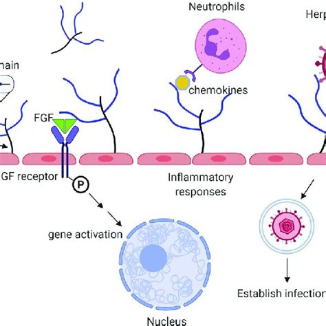 Summary Of Biological Functions Of Hs Hs Proteoglycan Hspg Consists Download Scientific