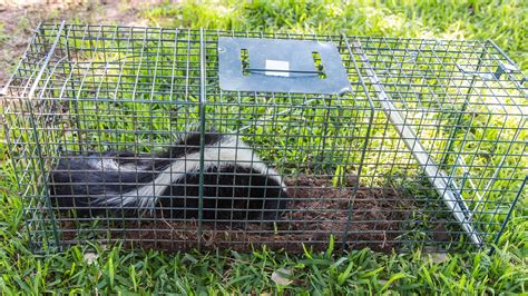 Best Skunk Traps 2026 Complete Guide And Expert Reviews