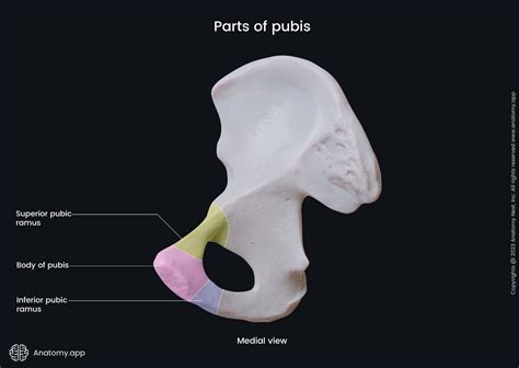 Pubic Bone Anatomy App