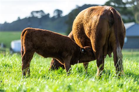 Red Devon Cattle Ahuroa Red Devon