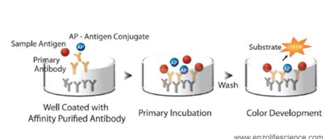 Principles Of Endocrine Testing Flashcards Quizlet