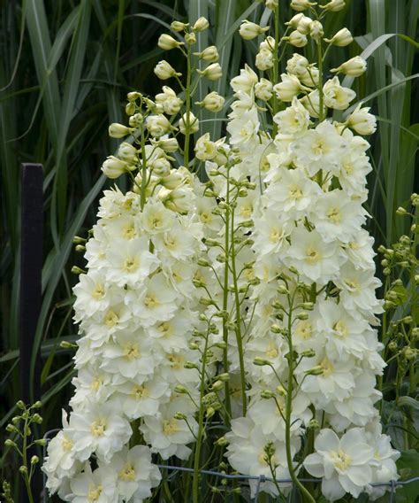 Types Of Delphiniums 14 Beautiful Varieties For Your Yard Homes And Gardens Types Of Delphiniums 14 Beautiful Varieties For Your Yard Homes And Gardens