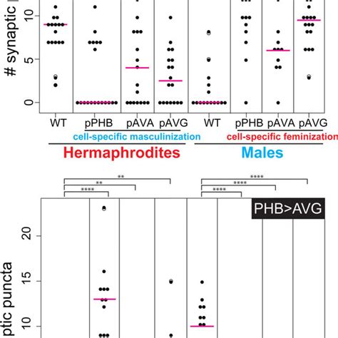 Synaptic Pruning During Development Download Scientific Diagram