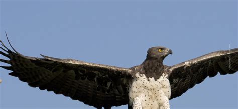 Martial Eagle World Land Trust