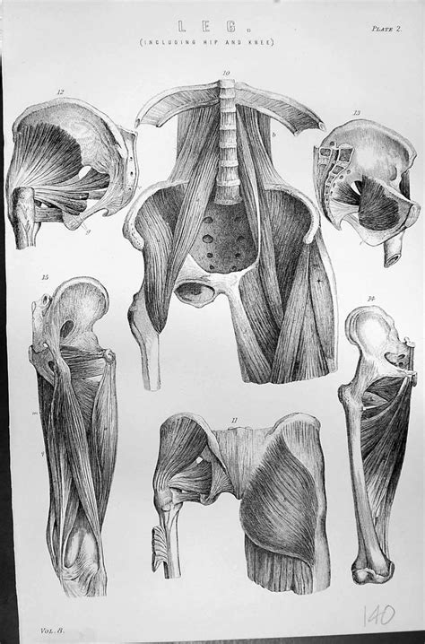 Medical Illustration Engraving Illustration Illustration Wall