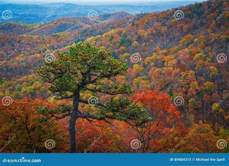 Shenandoah National Park Fall Foliage Stock Image Image Of Pano