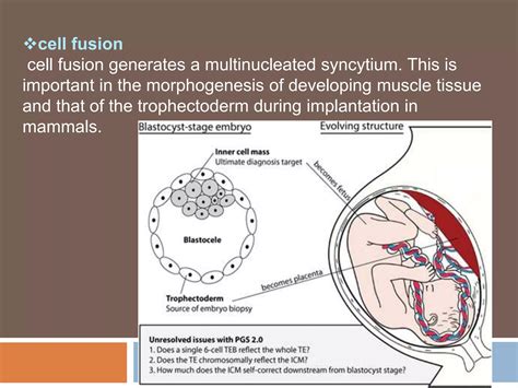 Morphogenetic Movements Developmental Biology Pptx