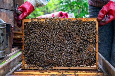 The Best Bee Frames For Beginning Beekeepers Minneopa Orchards