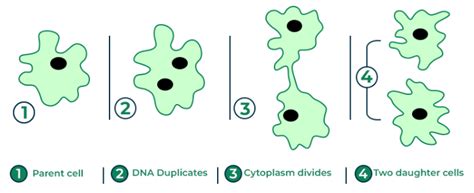Binary Fission Step By Step Process In Bacteria And Amoeba