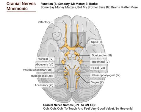 Which Cranial Nerves Have Motor And Sensory Functions