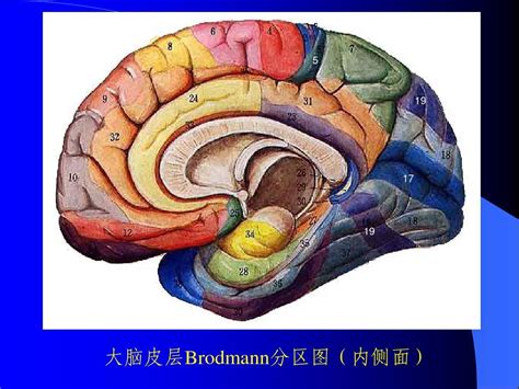 大脑皮质功能分区精品课件word文档在线阅读与下载无忧文档