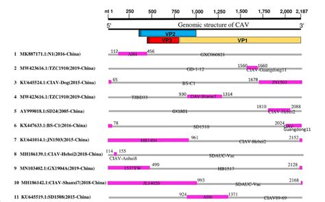 Genetic Recombination Analysis Of 243 Full Length Genomes Of Cav