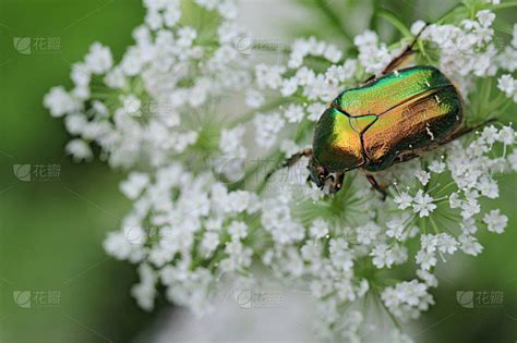 金龟子，也叫金龟子