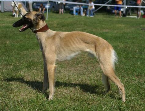 Психология отношений Английская собака уиппет