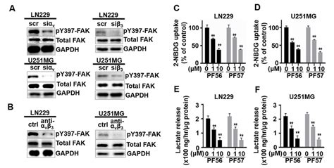 Focal Adhesion Kinase Fak Inhibition Reduces Glucose Uptake And