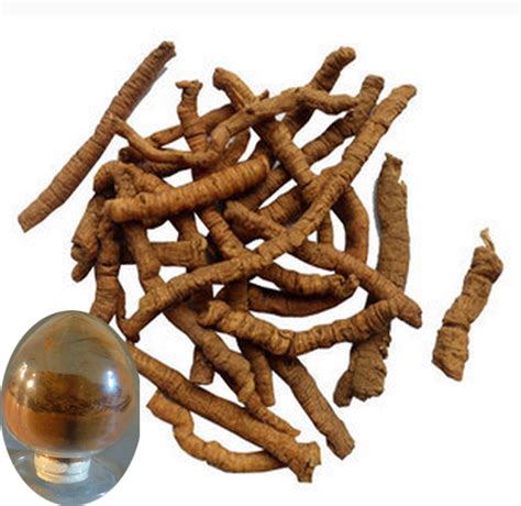 100 Natural Polygala Tenuifolia Root Extract Of Polygalacic Acid High