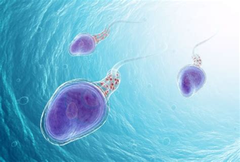 Proteins Identified That Could Result In A Simple Test Of Male Fertility