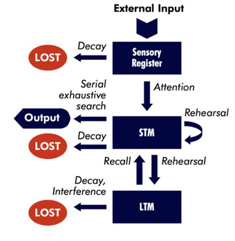 L09 Memory Flashcards Quizlet