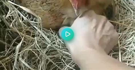 El Precio Album On Imgur