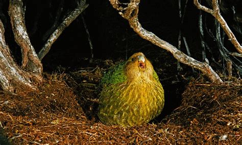 Island Sanctuaries Help Beloved Kākāpō Recover From Near Extinction