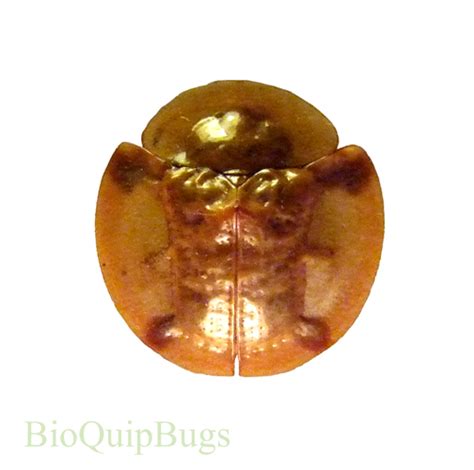 Aspidomorpha Sanctaecrucis Bioquipbugs