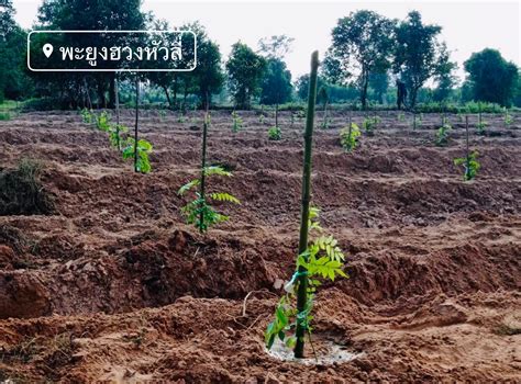 📌ไม่เคยมีองค์กรหรือหน่วยงานใด ออกมาบอกว่า “การปลูกต้นไม้นั้น ไม่ดี” มีแต่ทุกๆที่สงเสริมหมด💯 📢