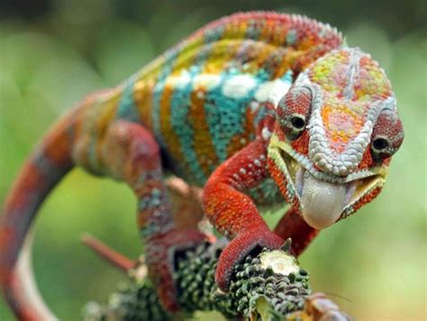 Clever Adaptations Of Chameleon That Help It Survive