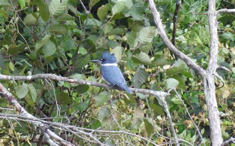 Mass Audubon Ebird Checklist 3 Oct 2022 Stony Brook Wildlife Sanctuary Mass Audubon 27