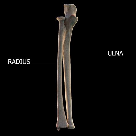 Ulna Supinator Crest