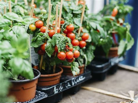 Mini Zelenjava Za Majhen Vrt Ali Posode Na Balkonu Zeleni Prsti