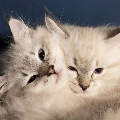 Gallery Lazuli Siberian Cattery