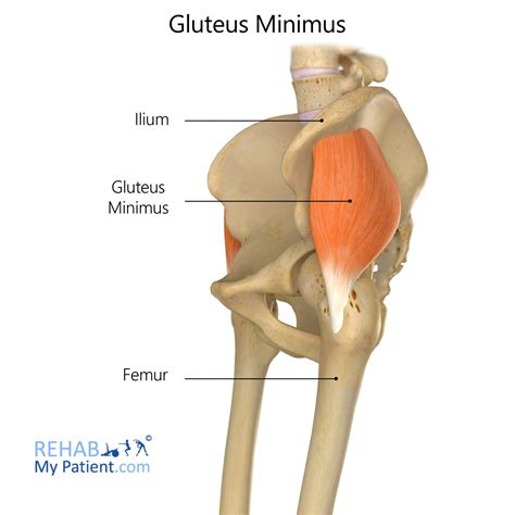 Gluteus Medius Minimus Syndrome Atelier Yuwa Ciao Jp