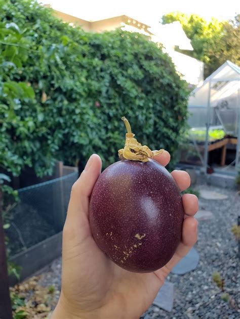 How To Grow Purple Passion Fruit Vs Maypops The Ultimate Guide