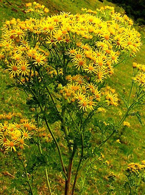 Ragwort Poisoning The Liver The Acorns Equine Clinic Facebook