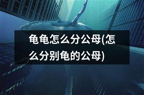 龟龟怎么分公母 怎么分别龟的公母 蝴蝶迷慢生活