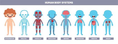 Dibujo De Los Sistemas Del Cuerpo Humano Vector Premium