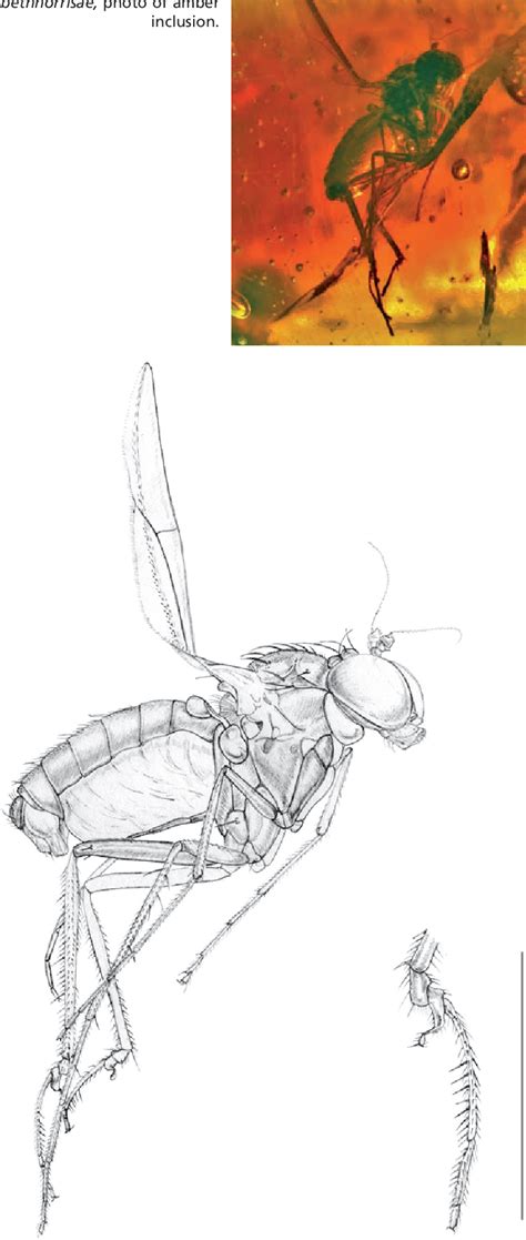 Figure 1 From Deter The First Species Described From Cape York Amber Australia