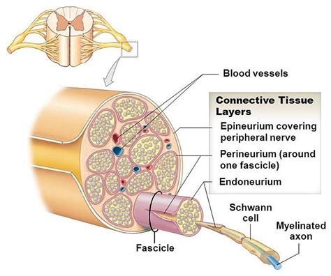 Neuron Model Labeled Endoneurium