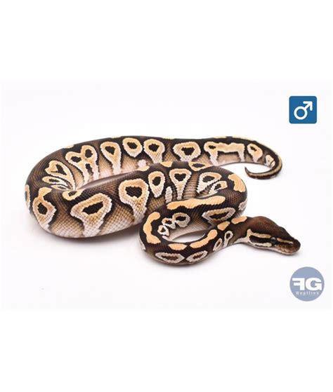 Python Royal à Vendre Python Regius En Ligne Fg Reptiles