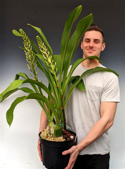 Grammatophyllum Scriptum Orchidweb