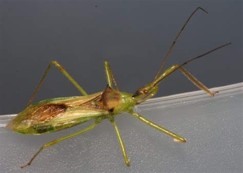 Pale Green Assassin Bug The Backyard Arthropod Project