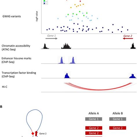 Schematic Representation Of How Functional Genomics Data Can Be Used To