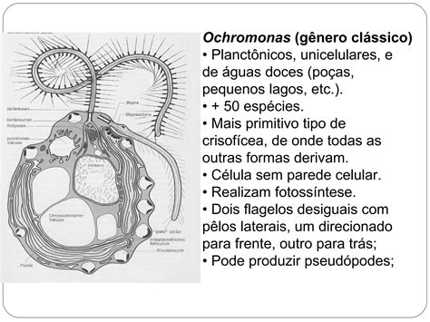 Chrysophyta Ppt